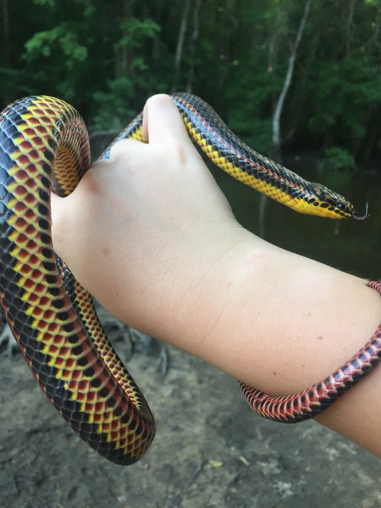 Rainbow Snake in May 2019 by CoastalPlainReaper · iNaturalist