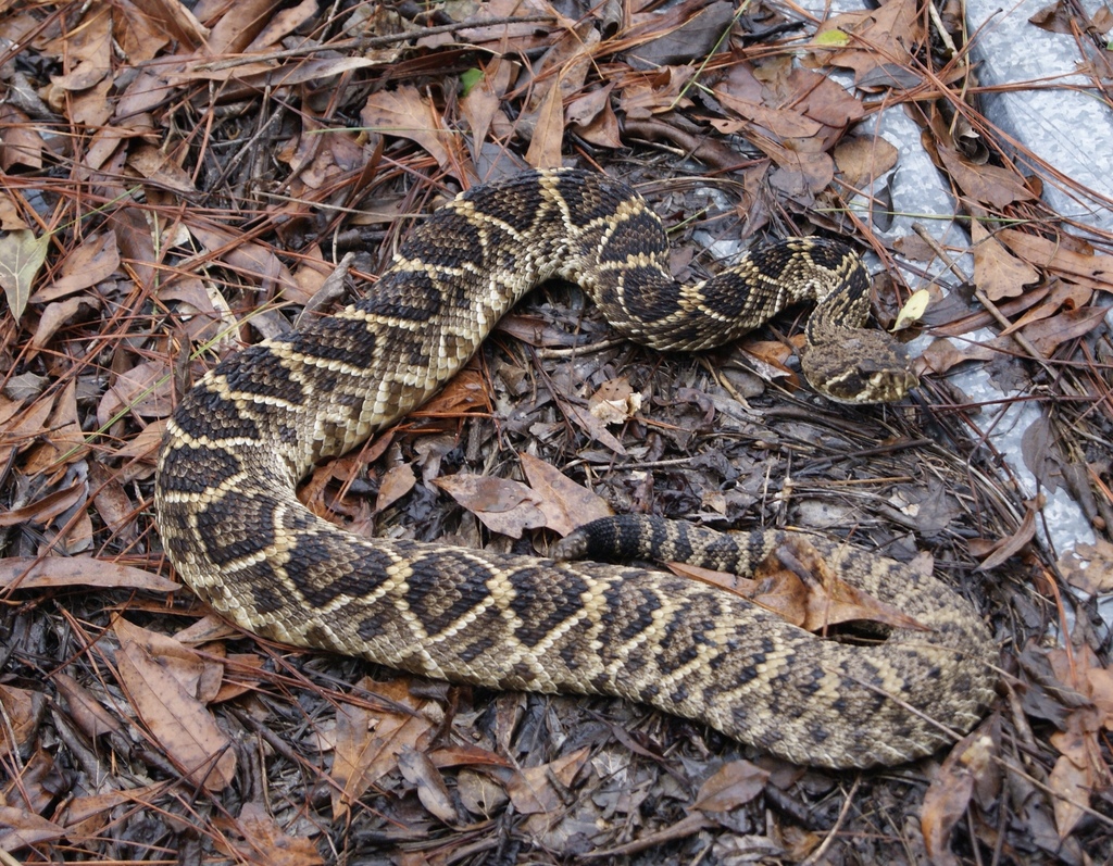 Eastern Diamondback Rattlesnake in February 2021 by CoastalPlainReaper ...