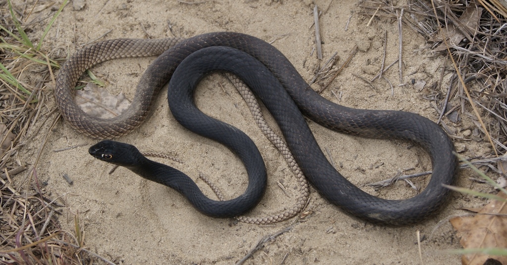 Eastern Coachwhip in January 2009 by Graham Howe · iNaturalist