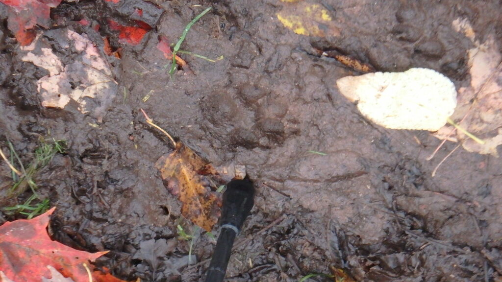 Gray Wolf from Bayfield County, WI, USA on October 28, 2023 at 09:27 AM ...