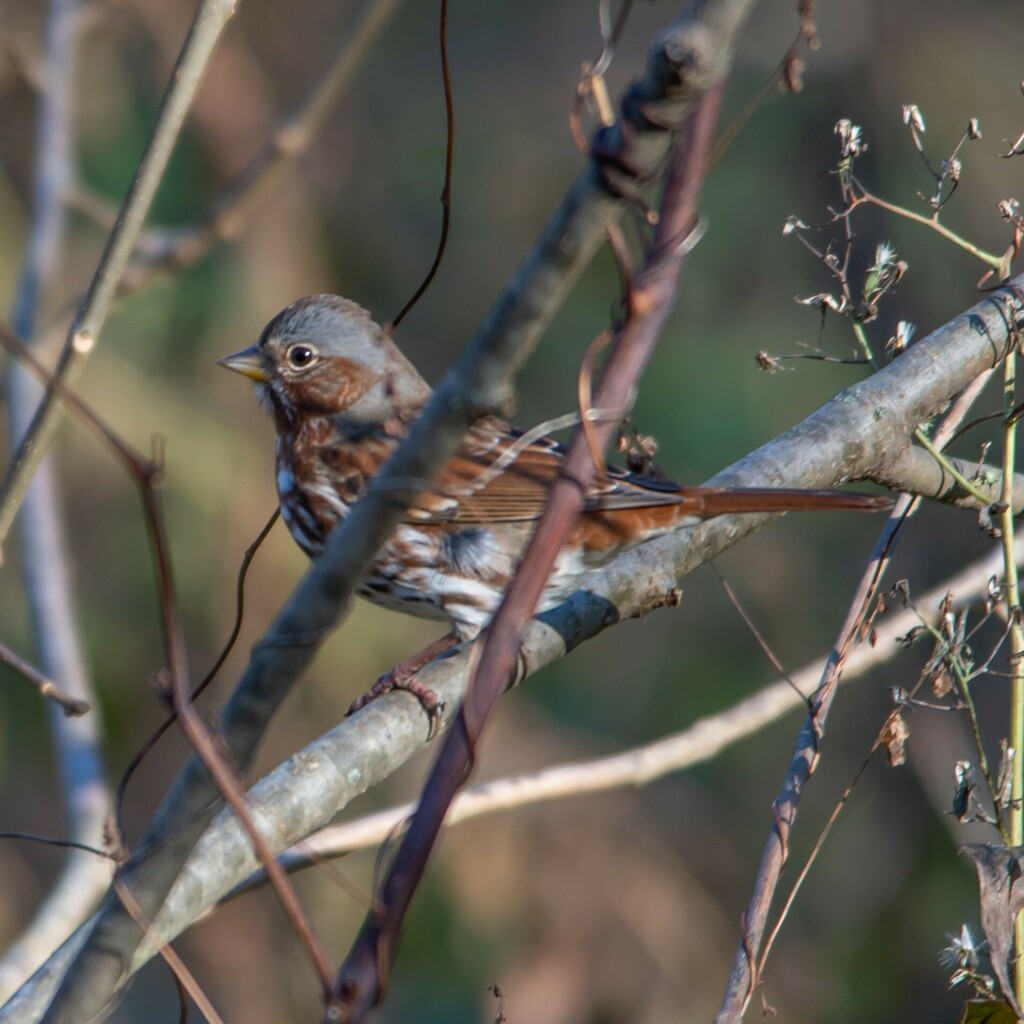 Eastern Red Fox Sparrow from Morton Arboretum Visitor Center, 4100 IL ...