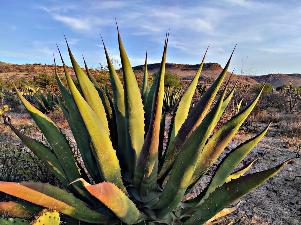 Pulque agave from San Felipe, Gto. on November 7, 2023 at 12:39 PM by ...