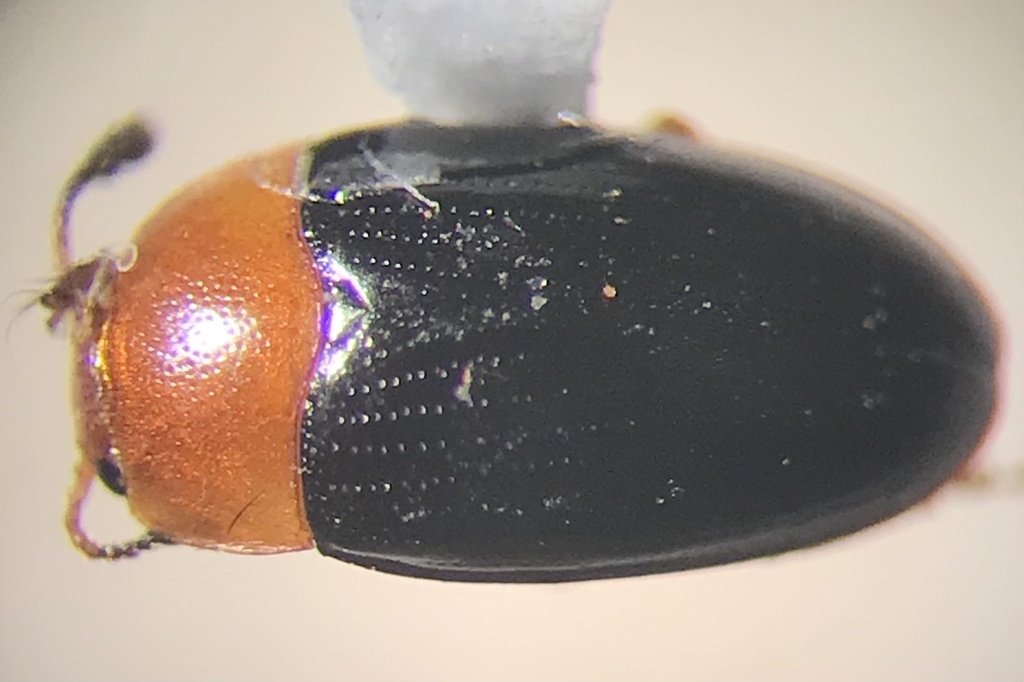 Triplax flavicollis from N Sang Ave, Fayetteville, AR, US on October 20 ...