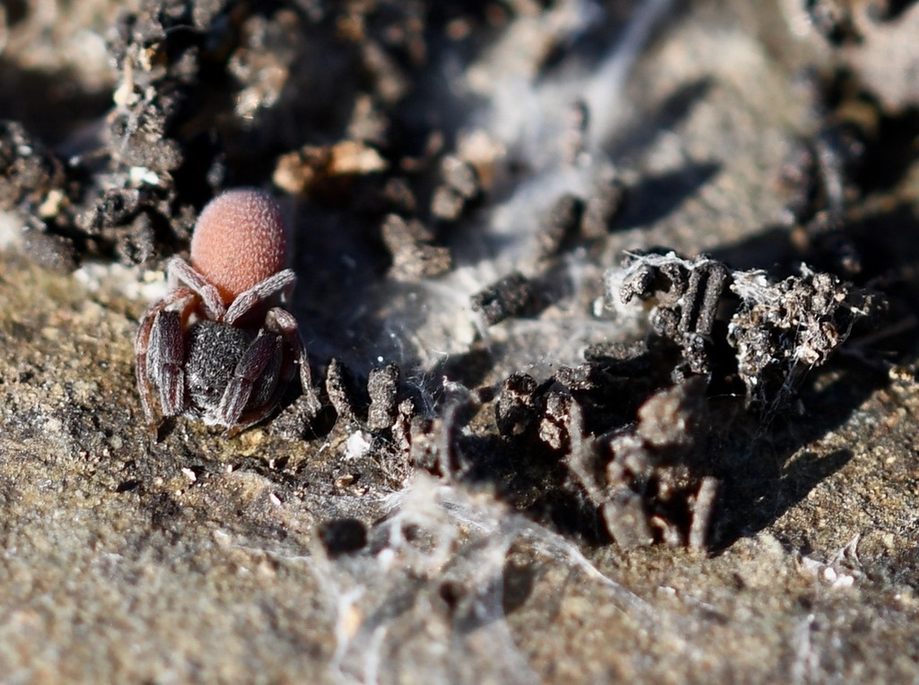 Common Palp-footed Spider from 7200 Campinho, Portugal on November 6 ...