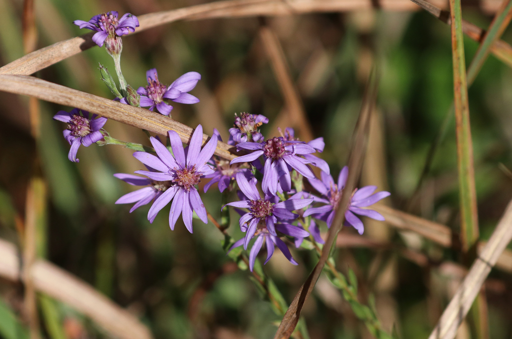 Eastern Silver Aster in October 2023 by plantmandrew · iNaturalist
