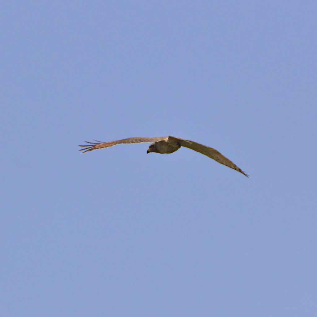 Roadside Hawk from Jijoca de Jericoacoara - Ceará, Brasile on August 13 ...