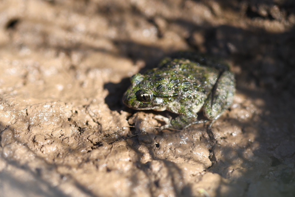 Iberian parsley frog from 7200 Campinho, Portugal on November 6, 2023 ...