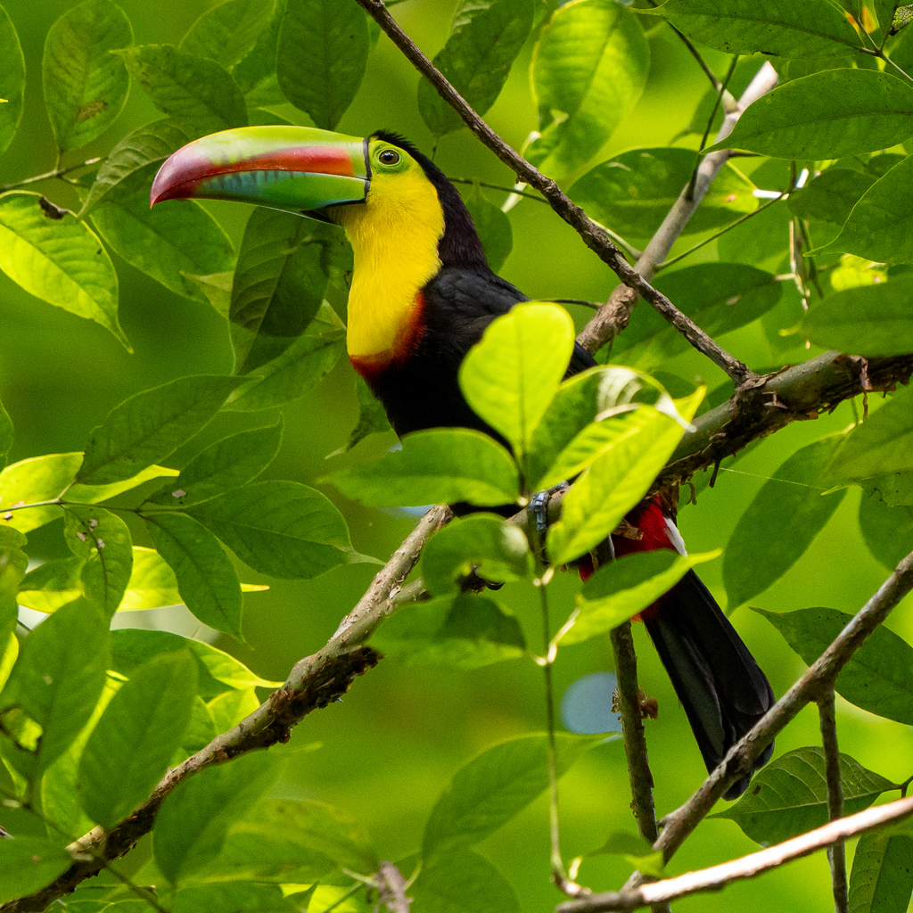 Keel-billed Toucan from Panama on November 4, 2023 at 02:28 PM by ...