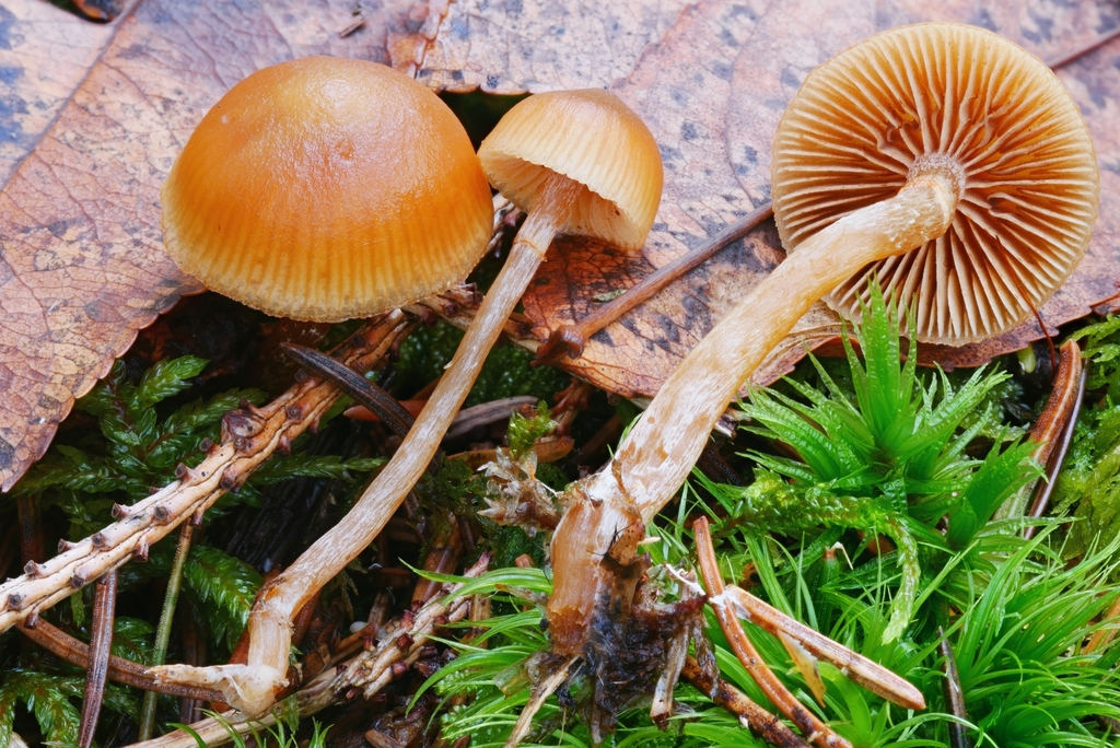 Funeral Bell from Maxian Rd, Binghamton, NY 13903, USA on October 21 ...