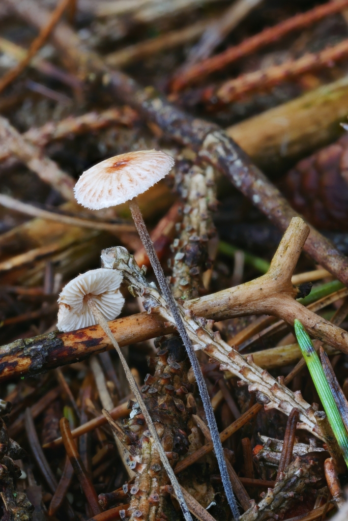 Crinipellis setipes from Maxian Rd, Binghamton, NY 13903, USA on ...