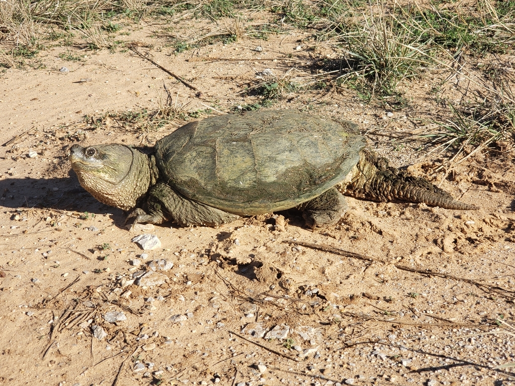 Common Snapping Turtle from Bangs, TX 76823, USA on November 7, 2023 at ...