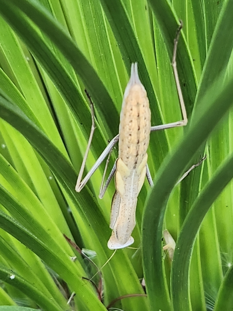 Eight-spot Mantis from Jandakot WA 6164, Australia on November 7, 2023 ...