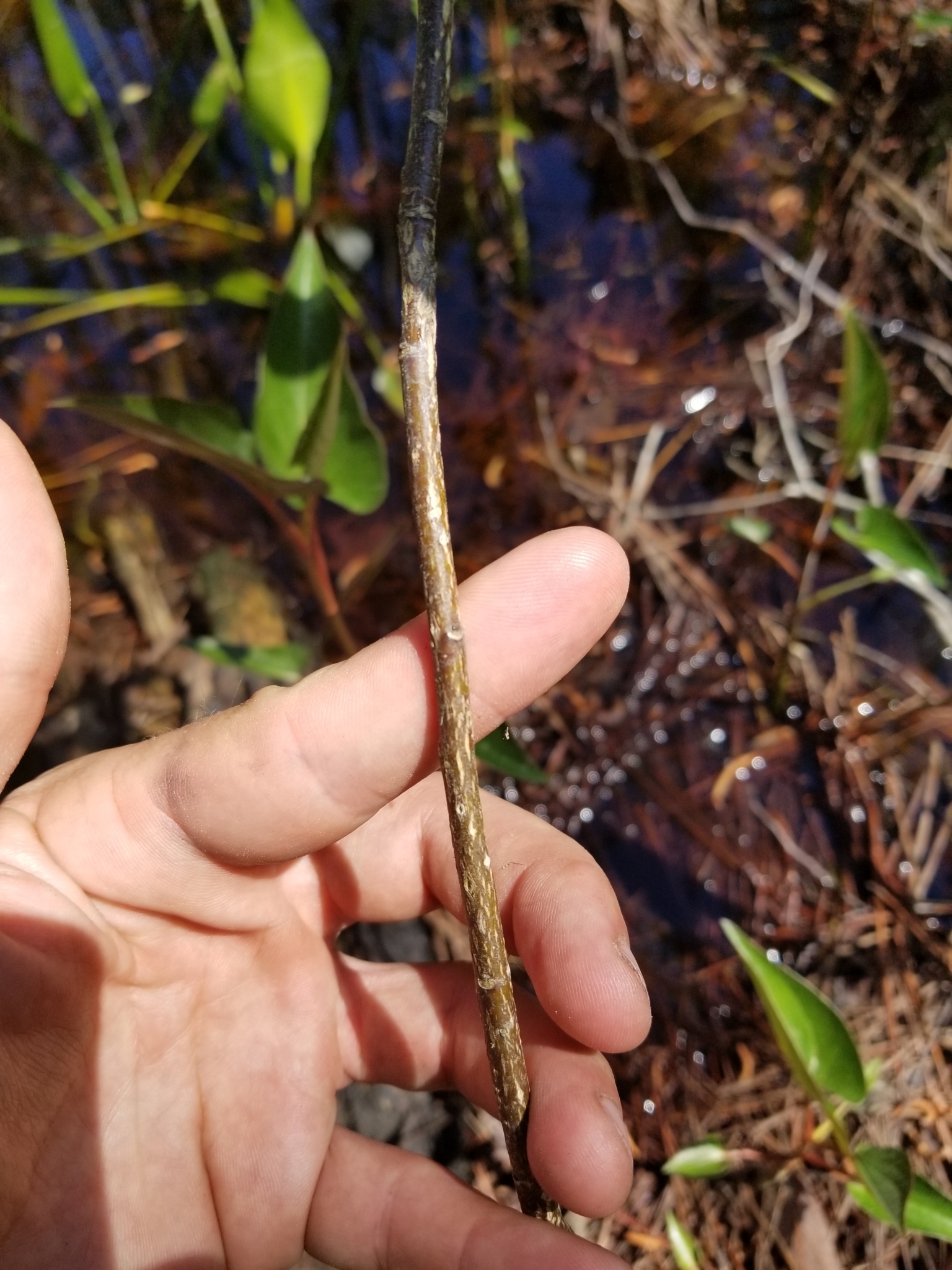 Leitneria floridana Chapm.