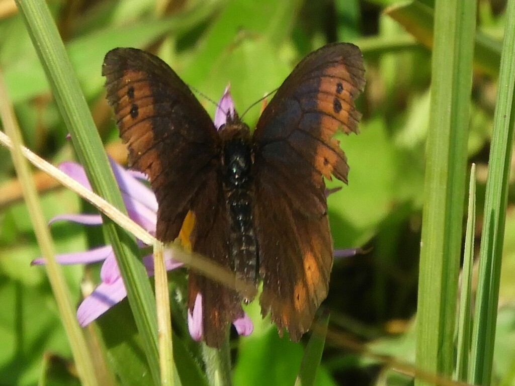 Common Alpine from Larimer County, CO, USA on August 17, 2021 at 11:32 ...