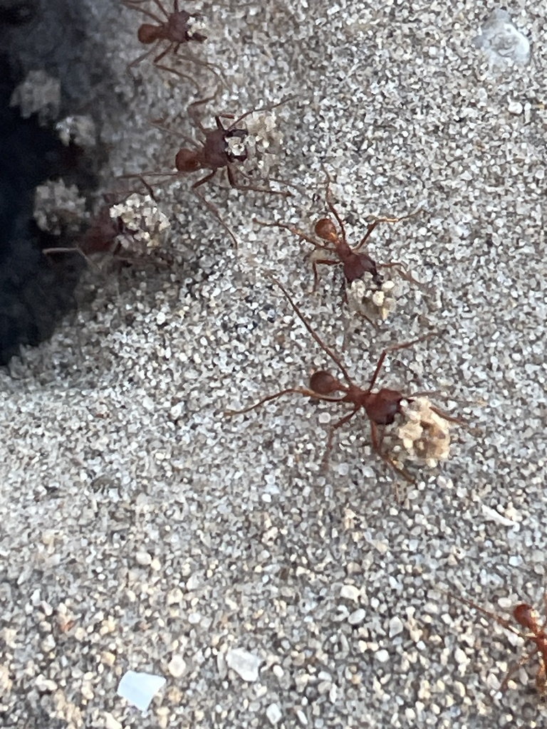 Texas Leafcutter Ant from Dinosaur Valley State Park, Glen Rose, TX, US ...