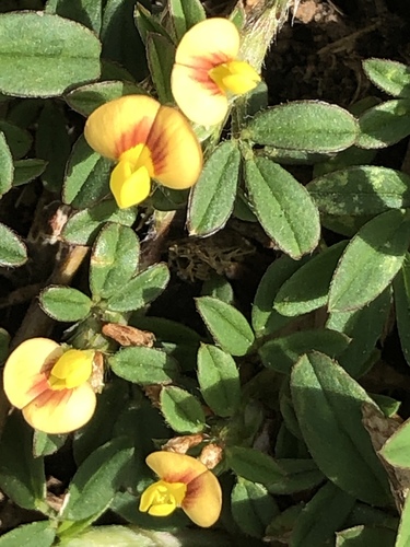 Chichibe (Stylosanthes hamata)