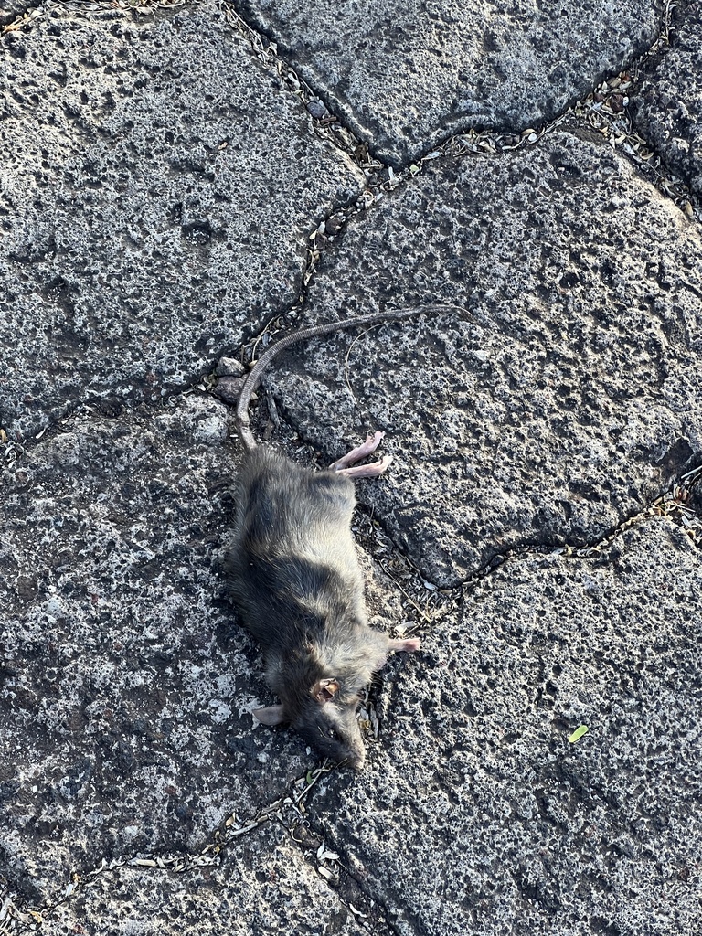 Brown Rat from Parque Nacional Galápagos, San Cristobal, Galapagos, EC ...