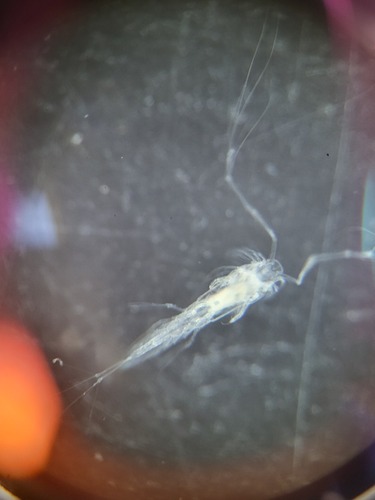 Orden Mormonilloida · iNaturalist Mexico