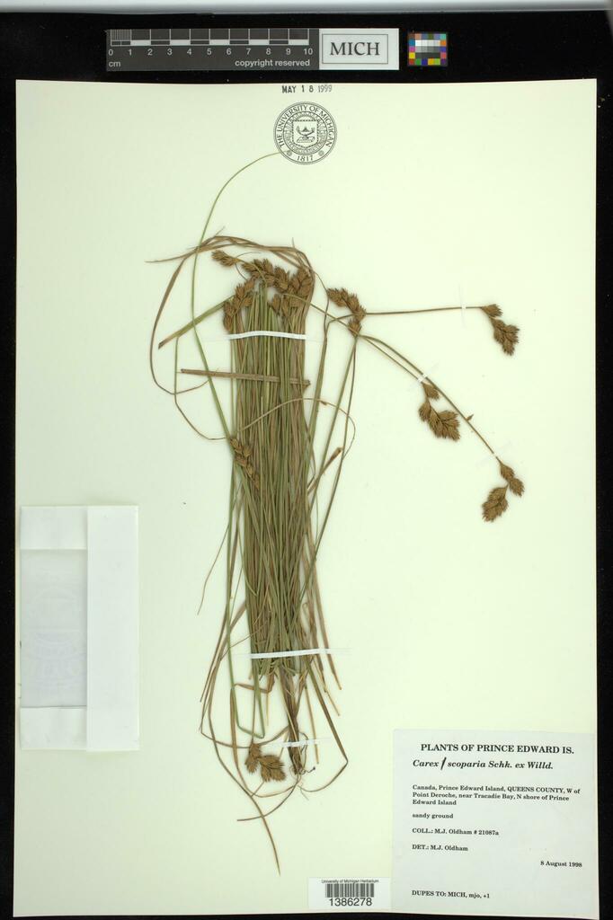 pointed broom sedge from Canada, Prince Edward Island, Queens County, W ...