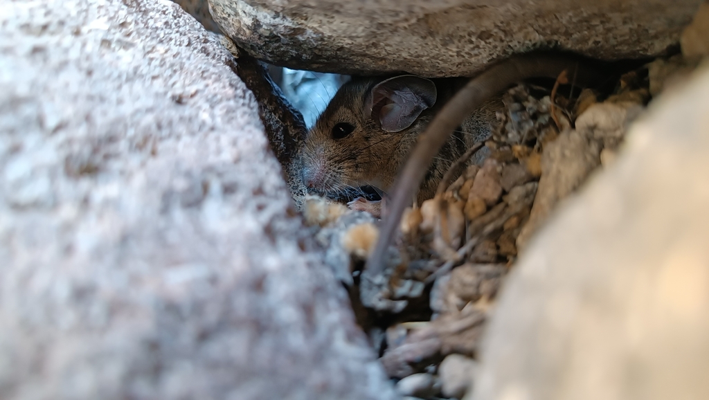 Desert Woodrat from 23997 B.C.S., México on November 7, 2023 at 09:27 ...