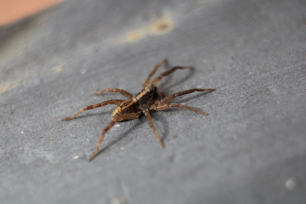 lance wolf spider in November 2023 by Matthew Lindsey. On a gate (not a ...