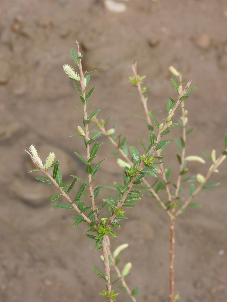 Salix variegata from Beibei District, Chongqing, China on October 22 ...