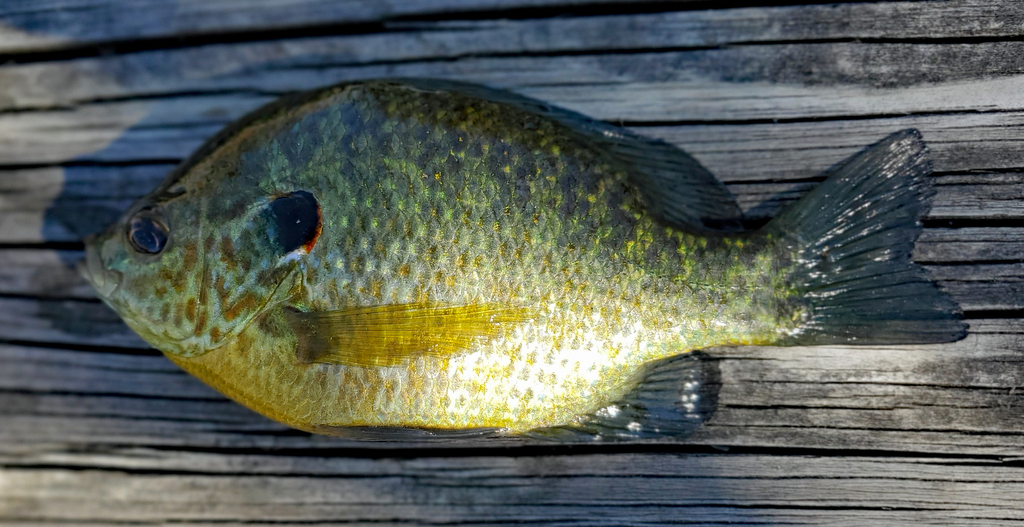 Bluegill × Redear Sunfish from Tulsa, OK, USA on November 7, 2023 at 11 ...