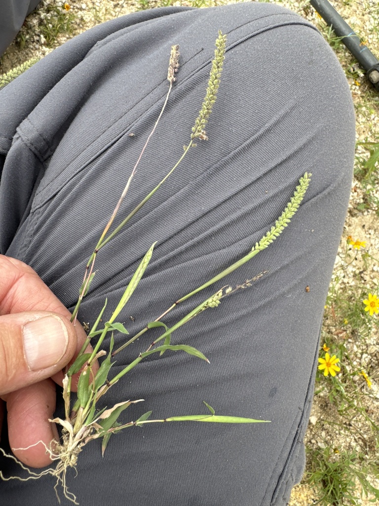 African bur-grass from La Paz, MX-BS, MX on November 7, 2023 at 02:45 ...