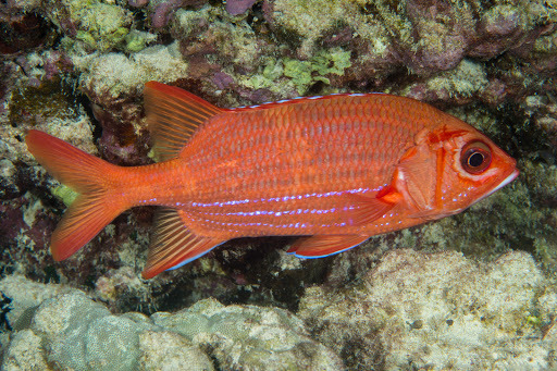 Bluestripe Squirrelfish (Wildlife of the United States - Fish Pt.2 ...