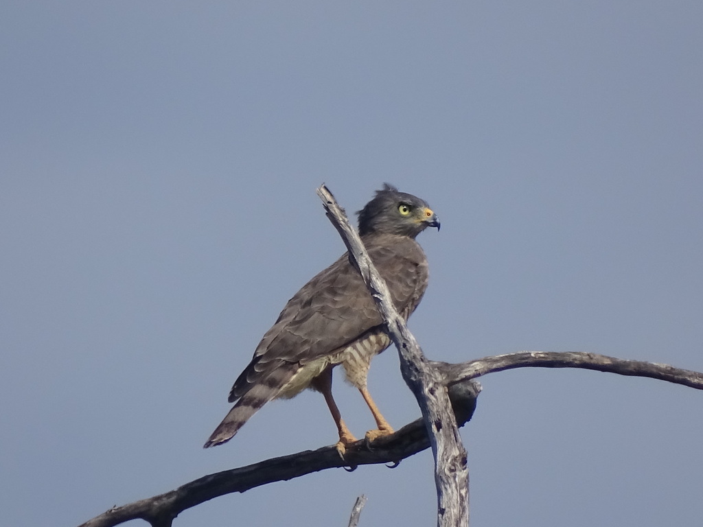 Roadside Hawk from San Pedro Comitancillo, Oax., México on November 7 ...
