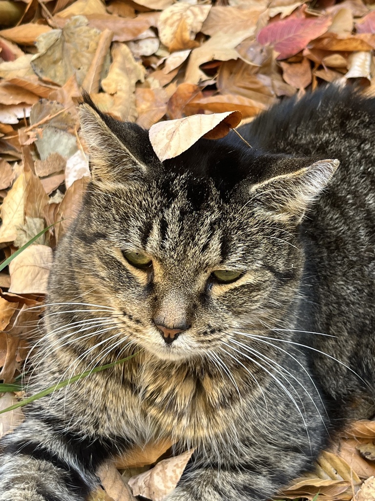 Domestic Cat from Georgia Institute of Technology, Atlanta, GA, US on ...