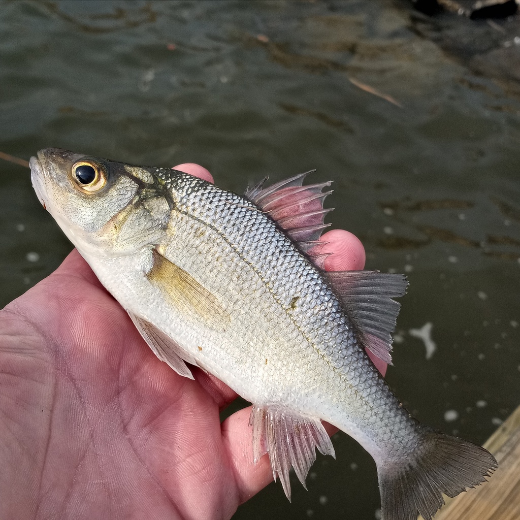 White Perch from Caroline County, MD, USA on November 7, 2023 at 02:16 ...