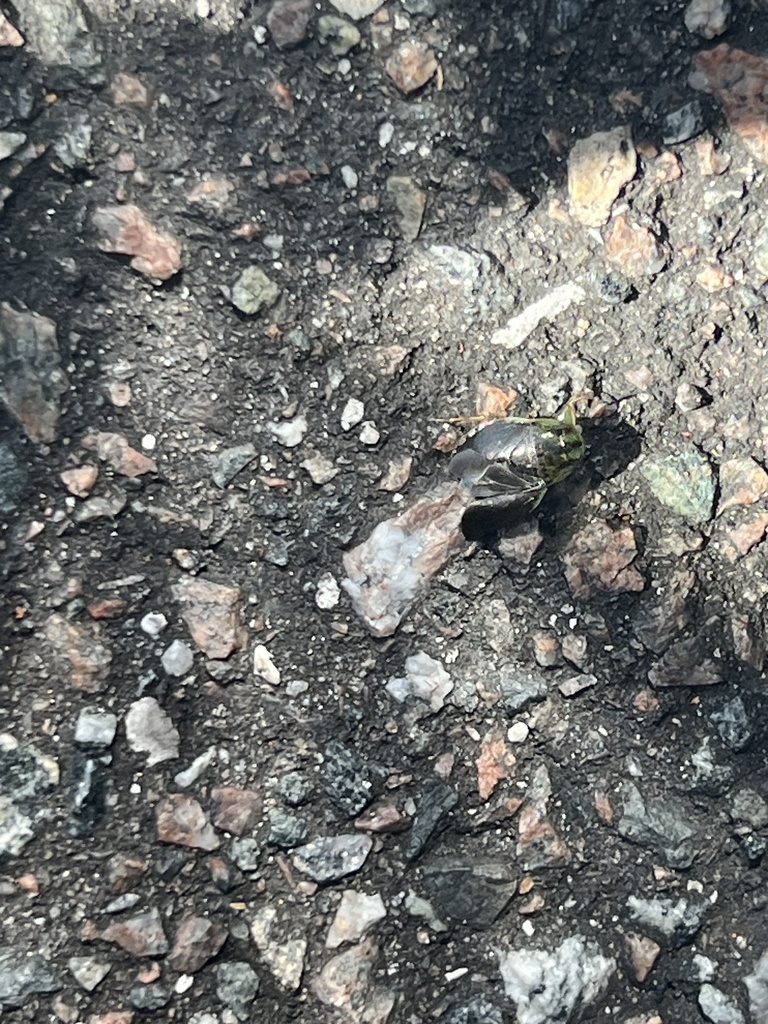 Alligator Fleas from University of Florida, Gainesville, FL, US on ...