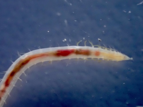 Poliqueto (Armandia maculata)