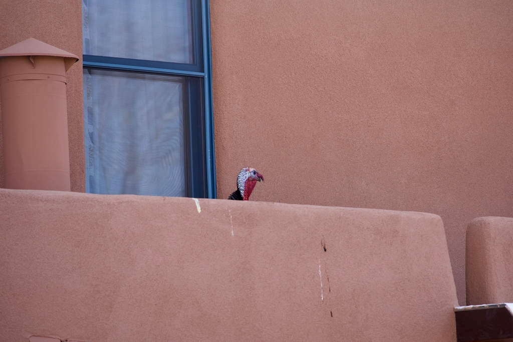 Wild Turkey from Santa Fe, NM, USA on March 24, 2019 at 09:36 AM by ...