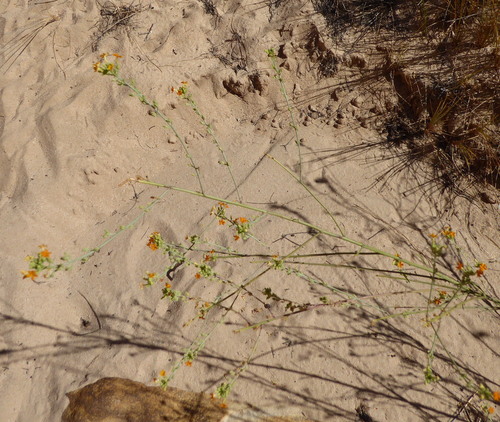 Manulea linearifolia · iNaturalist United Kingdom