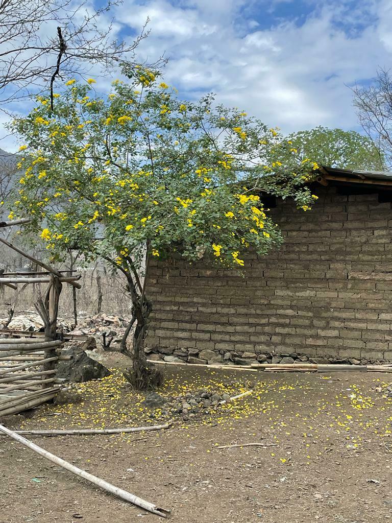 yellow geiger from Huancabamba, Perú on February 9, 2023 at 09:36 PM by ...