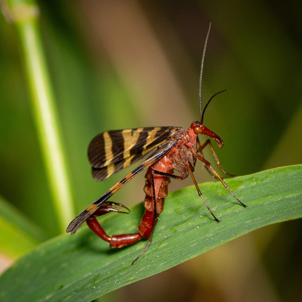 Nuptial Scorpionfly from Onion Creek Metropolitan Park, Austin, TX, USA ...