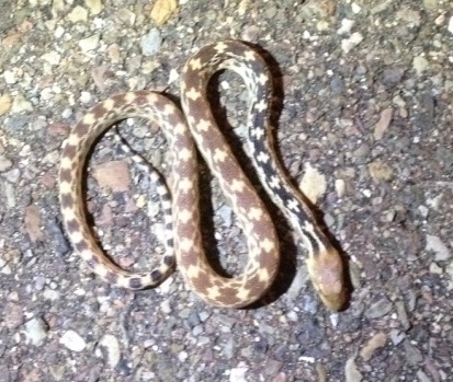 Cape Gopher Snake (Pituophis vertebralis) - Snakes and Lizards