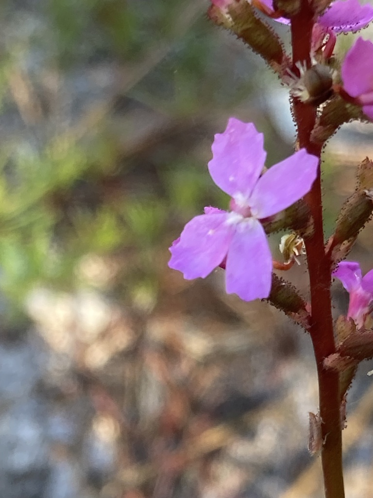 Grass Triggerplant in November 2023 by Christine Rand · iNaturalist
