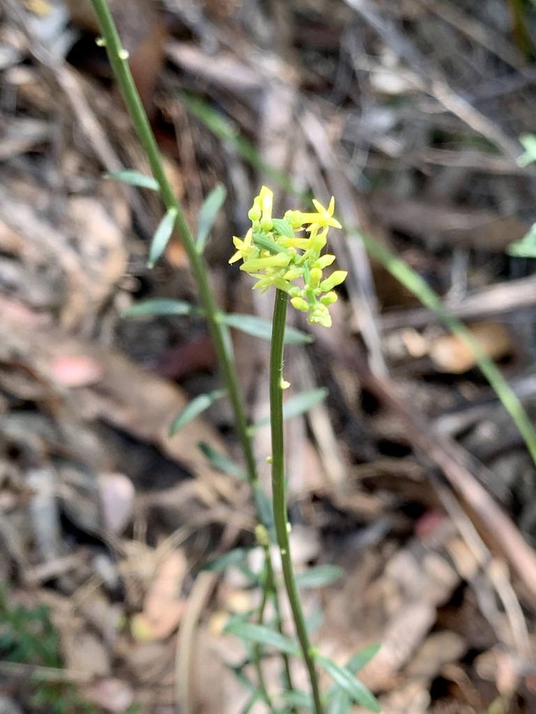 Yellow Stackhousia from Tyabb VIC 3913, Australia on November 8, 2023 ...