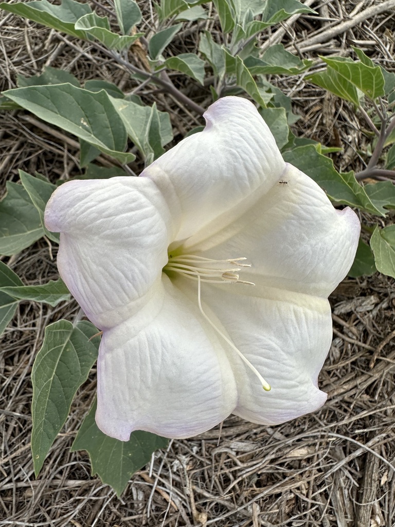 Sacred Datura from Marine Corps Base Camp Pendleton, Fallbrook, CA, US ...