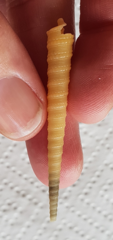 Terebra triseriata from Burleigh Heads QLD 4220, Australia on November 8, 2023 at 12:38 PM by ...