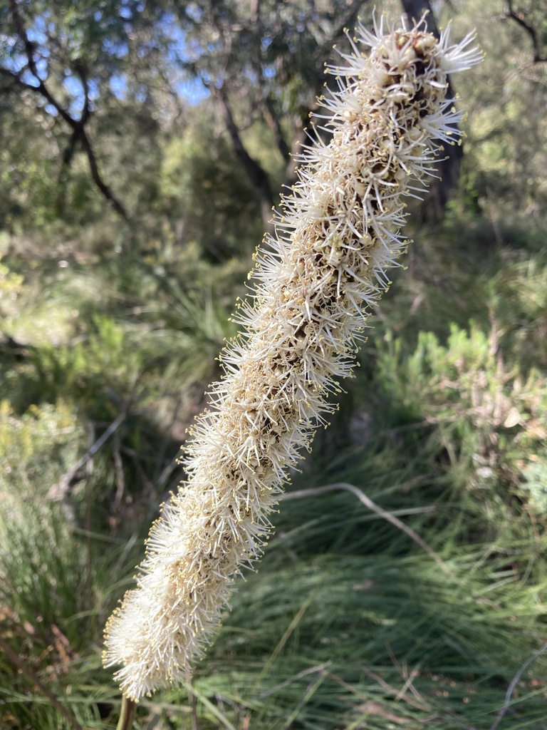 small grass-tree from Langwarrin Flora & Fauna Reserve, Langwarrin, VIC ...