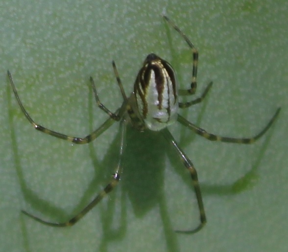 Silver Orb Spider from Smiths Lake NSW 2428, Australia on November 8 ...