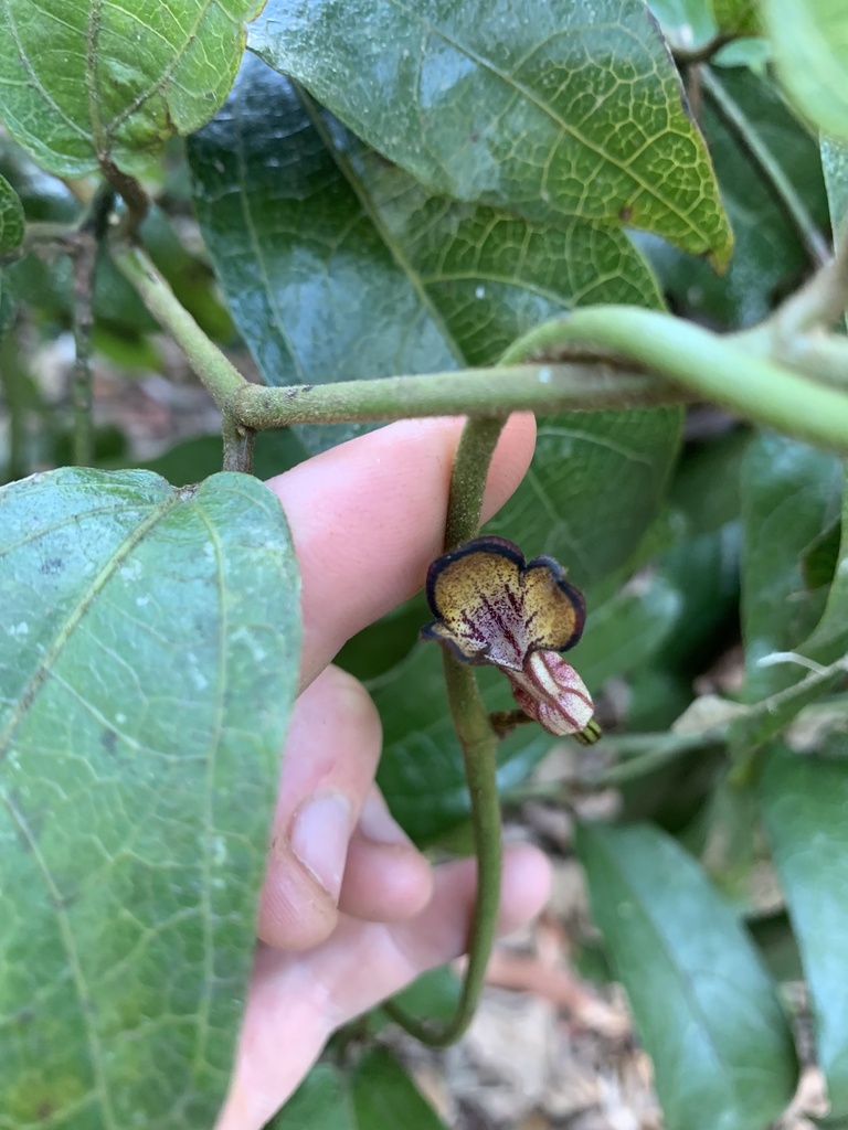 birdwing butterfly vine from Jeanne Ct, Peachester, QLD, AU on November ...