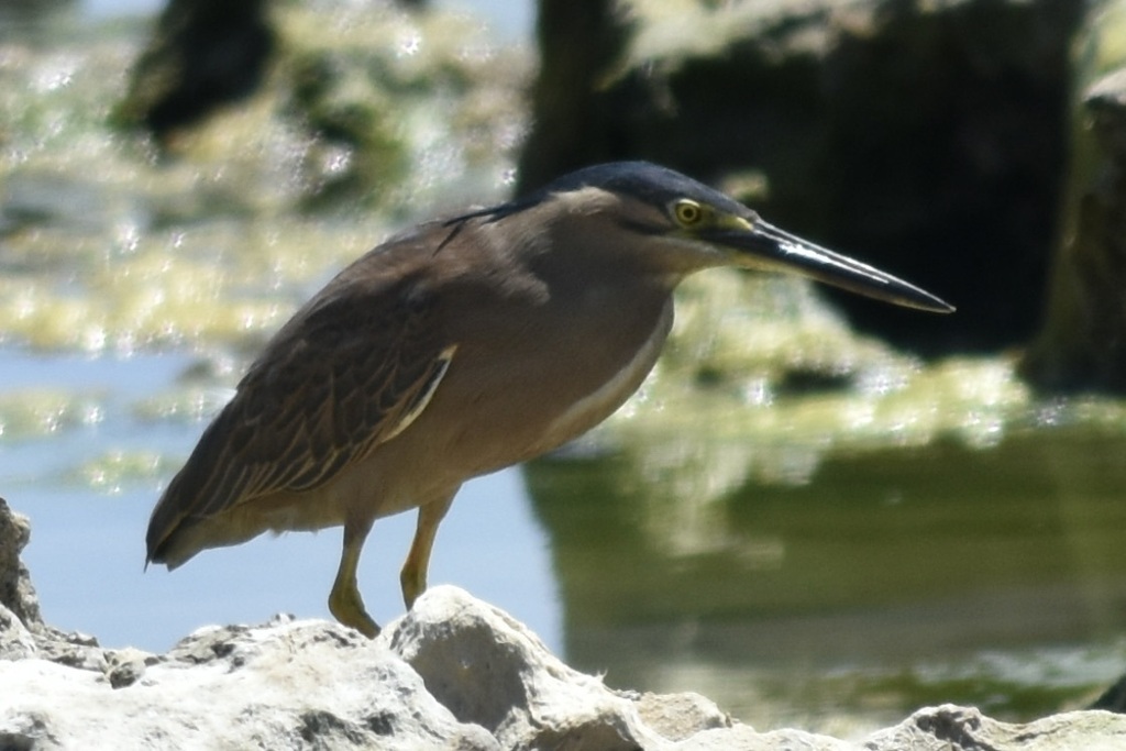 Striated Heron from Cape Range National Park WA 6707, Australia on ...