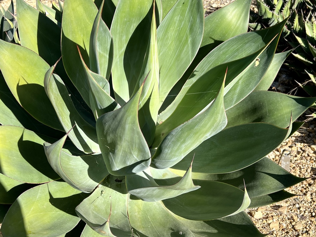 Mitis Century Plant from Santa Barbara Botanic Garden, Santa Barbara ...