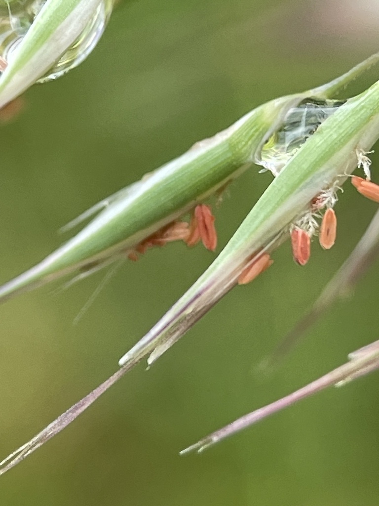 red-anther wallaby grass from Frankston South, VIC, AU on November 8 ...
