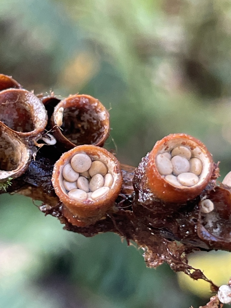 Crucibulum from 51st Ave SW, Federal Way, WA, US on November 7, 2023 at ...